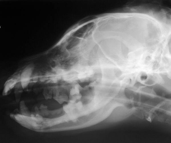 Pet Radiology Danville, PA | Caring Hands Animal Hospital